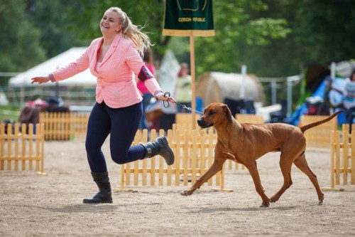 ANGEL :: Rhodesian Ridgeback